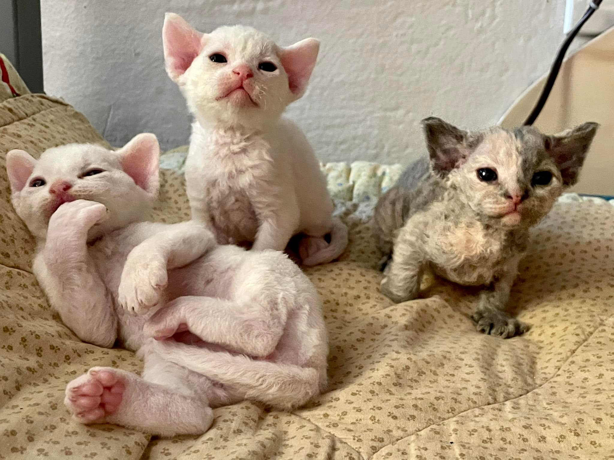 Booshy Devon Rex – Cattery based in Miami, FL