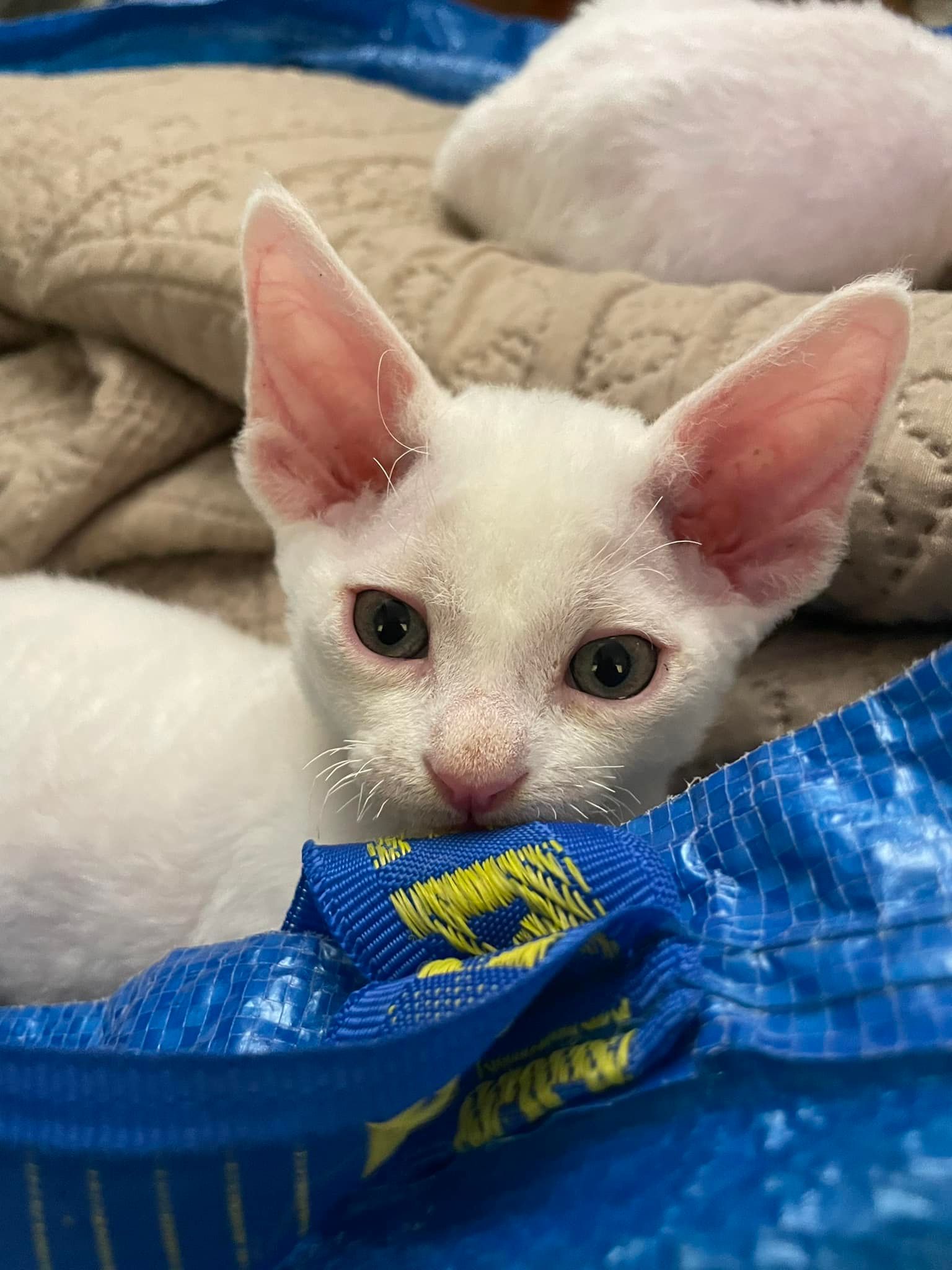 Booshy Devon Rex – Cattery based in Miami, FL