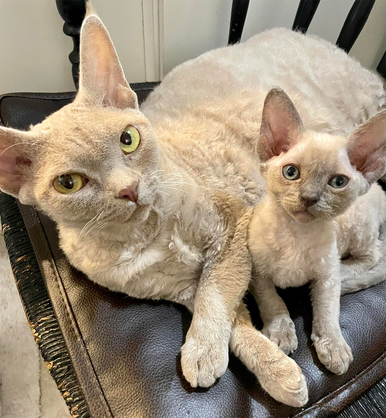 Booshy Devon Rex – Cattery based in Miami, FL