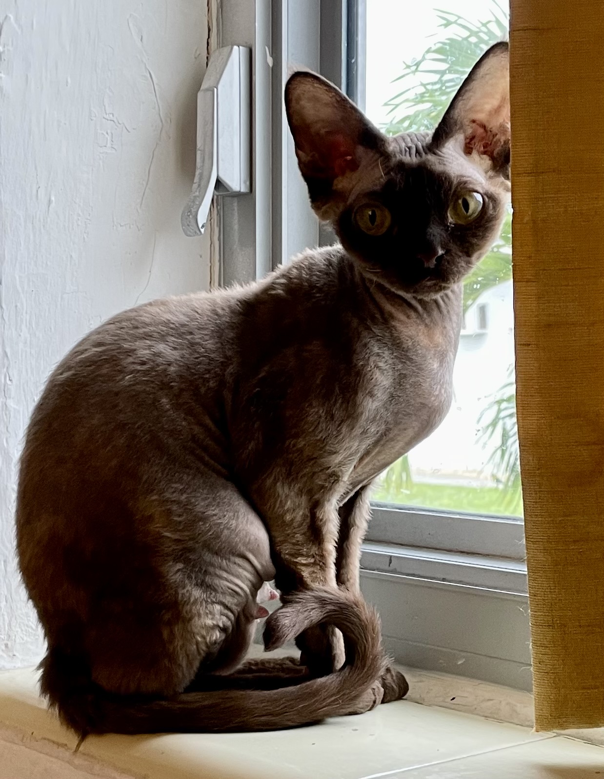 Booshy Devon Rex – Cattery based in Miami