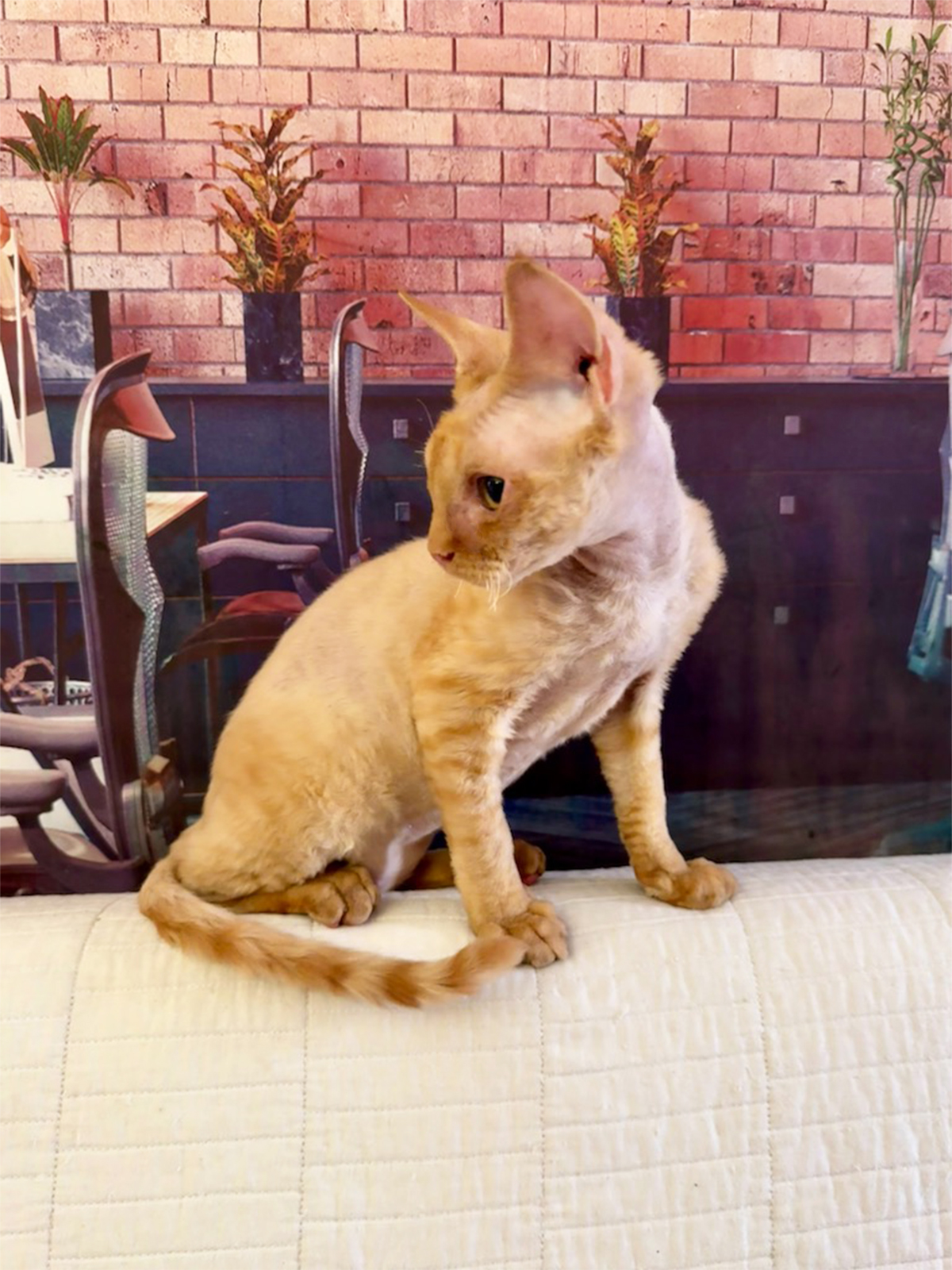Booshy Devon Rex – Cattery based in Miami